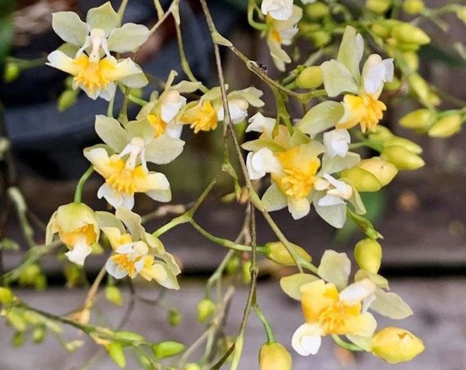 Fragrant Mini Oncidium Twinkle ‘fantasy’ (3” Pot) - Etsy