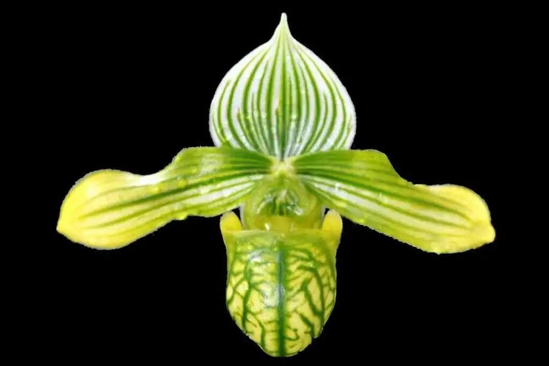 Paphiopedilum Venustum Album Blooming Size (2” Pot) - Etsy
