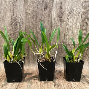 Bulbophyllum Biflorum Blooming Size (3.5” Pot) - Etsy