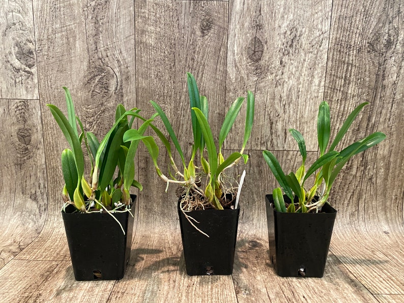 Bulbophyllum Biflorum Blooming Size (3.5” Pot) - Etsy