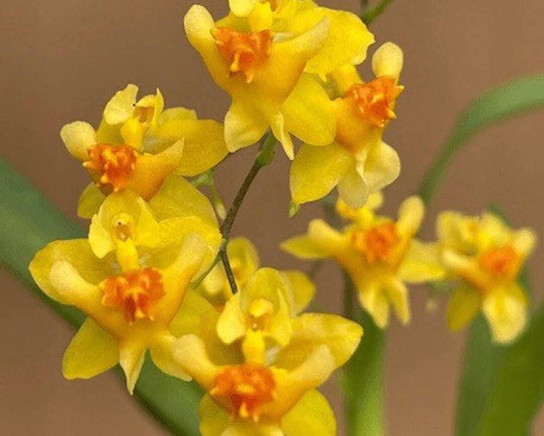 MULTI SPIKES - Fragrant Mini Oncidium Twinkle ‘oro’ (3.5” Pot) - Etsy