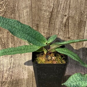 Paph. Joseito 2 X Delenatii V. Alba BS, 3.5 Pot - Etsy