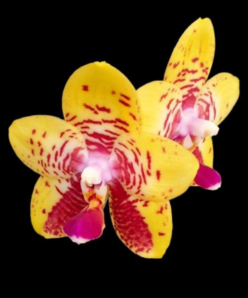 Fragrant Phalaenopsis Orchid World 'bonnie Vasquez' (2.5" Pot) - Etsy