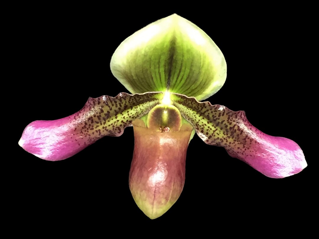 Paph. Xanthophyllum volonteanum X Mastersianum 3.5 Pot - Etsy