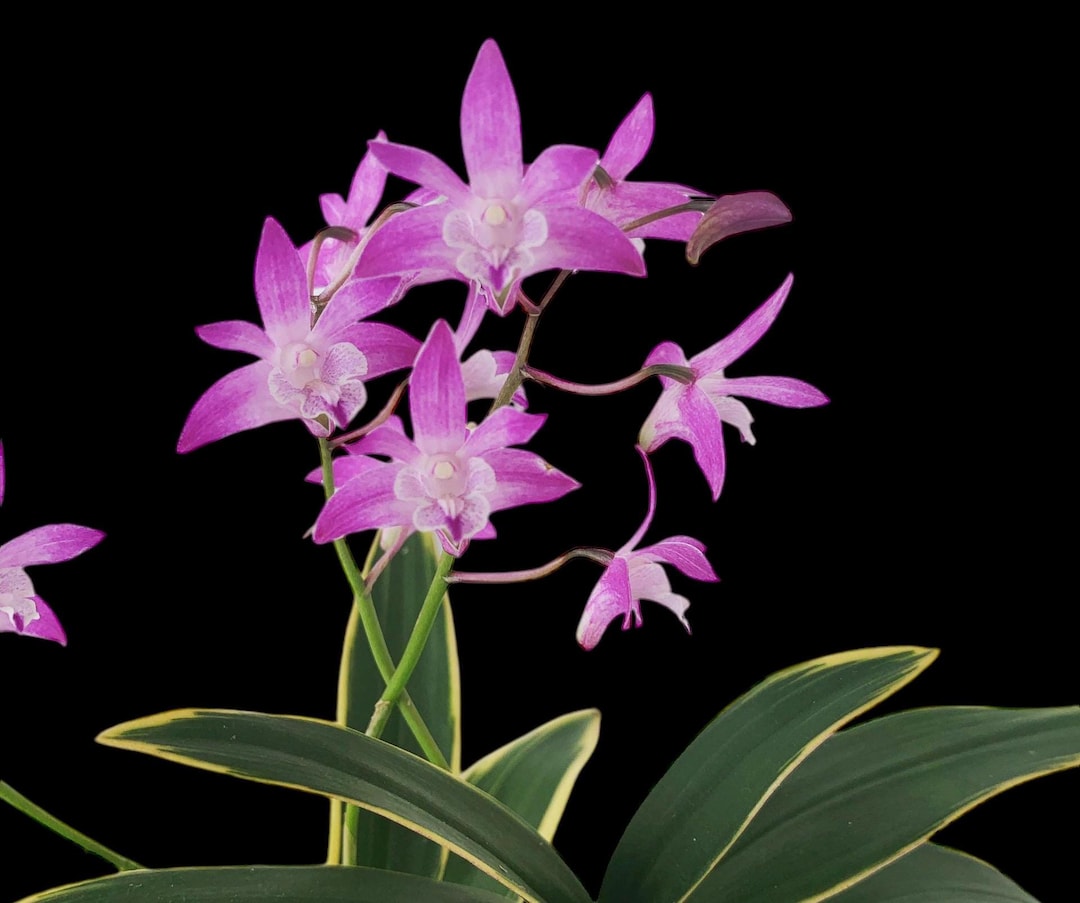 Dendrobium Kingianum (variegated) (3.5” Pot) - Etsy