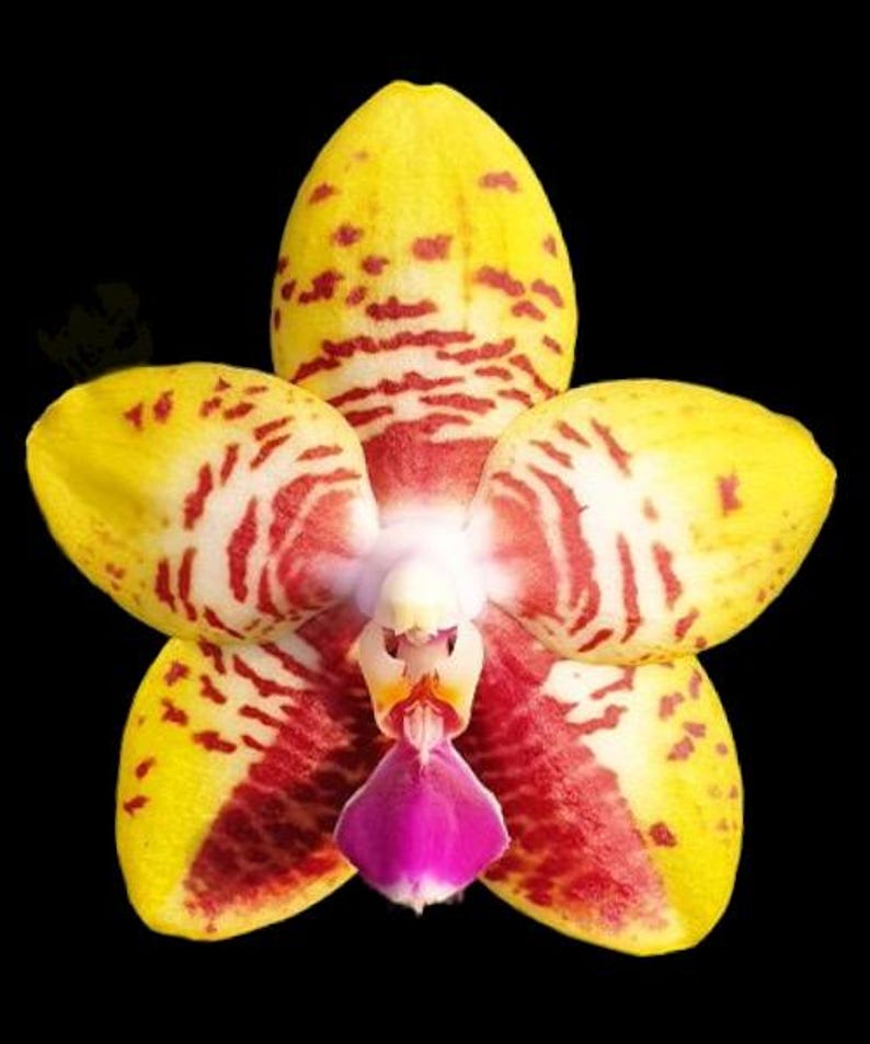 Fragrant Phalaenopsis Orchid World 'bonnie Vasquez' (2.5" Pot) - Etsy