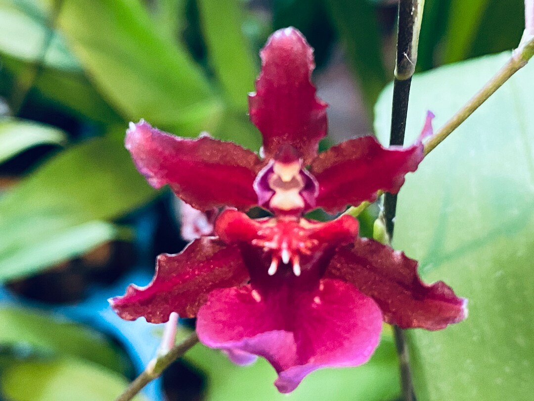Fragrant Oncidium Sharry Baby red Fantasy 2 New Growths 3.5 Pot - Etsy