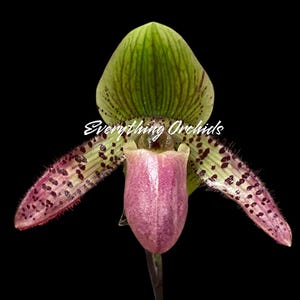 Paphiopedilum Sangii X Liemianum - Blooming Size (3.5” Pot) - Etsy