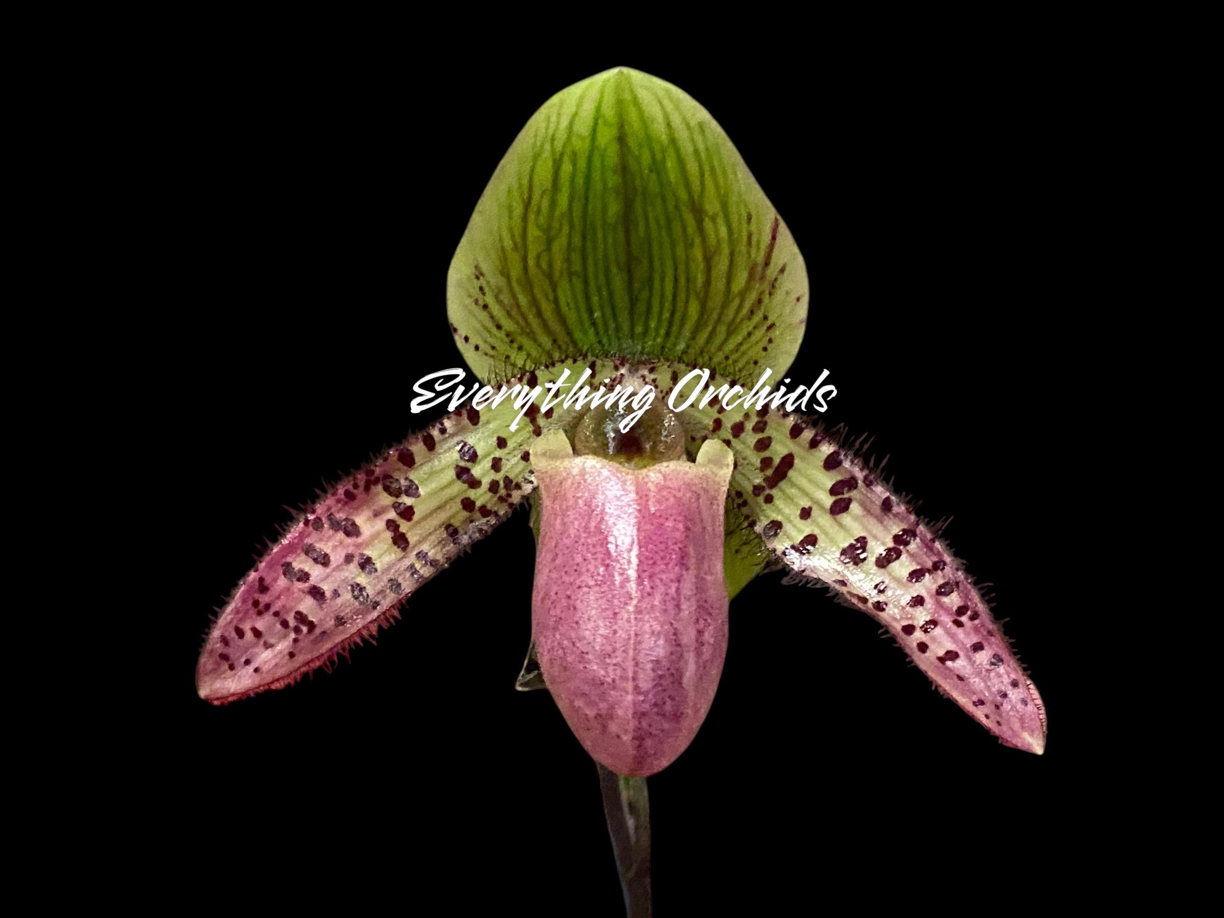 Paphiopedilum Sangii X Liemianum - Blooming Size (3.5” Pot) - Etsy