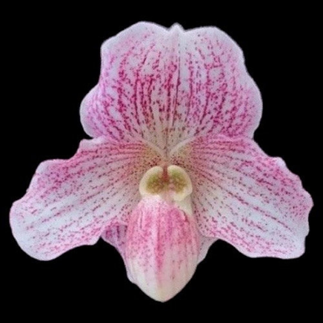 Paph. Angela fairrieanum X Niveum 2 Pot - Etsy