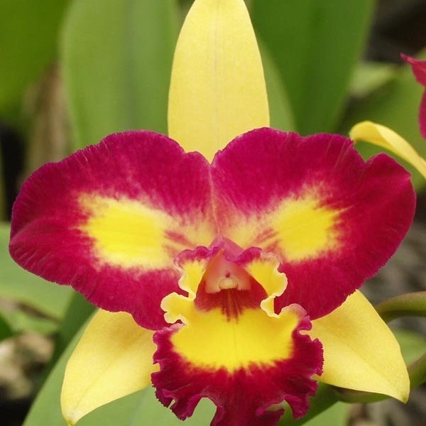 Diamond Orchids - Etsy