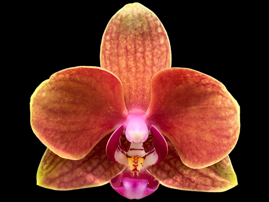 Double Spikes Phalaenopsis Sogo Allen 3 5 Pot - Etsy