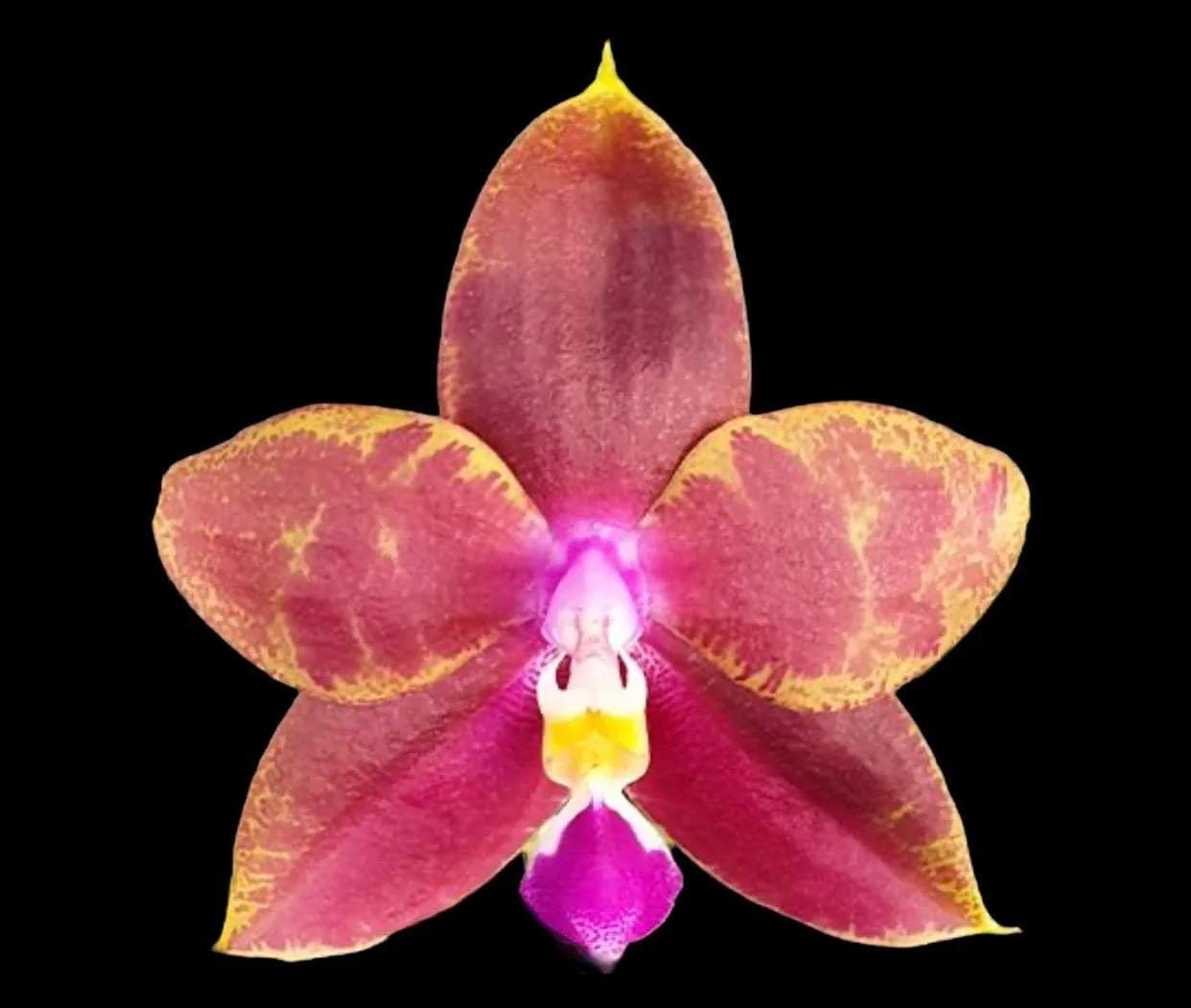 Fragrant Phalaenopsis Miki Cherry Tree '347' (2.5" Pot) - Etsy