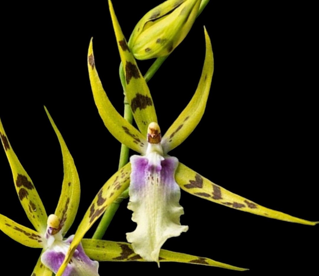 Miltassia Golden Spider ‘copius’ (3.5" Pot) - Etsy