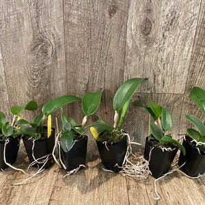 Rlc. Sung Ya Green 'mailman' (2.5” Pot) - Etsy