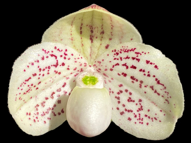 Paph. QF Mini thaianum X Lecochilum BS 2 Pot - Etsy