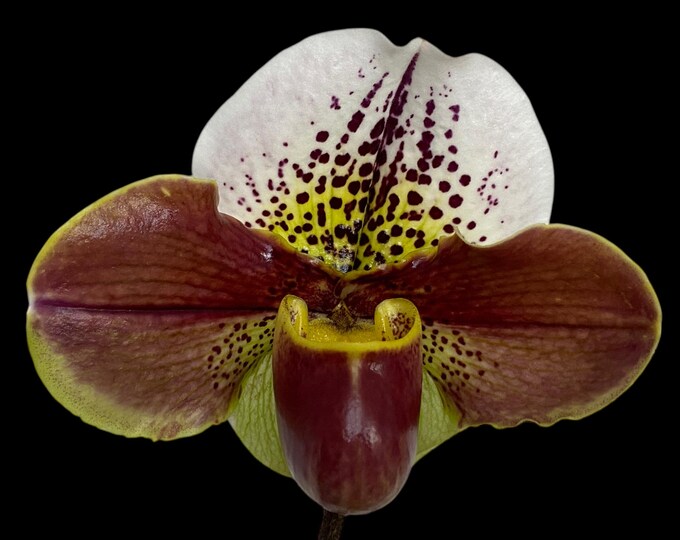 In Spike Paph. Marble Marie 'fusion' X Paph. Yellow Leopard '#3’ (3.5 ...