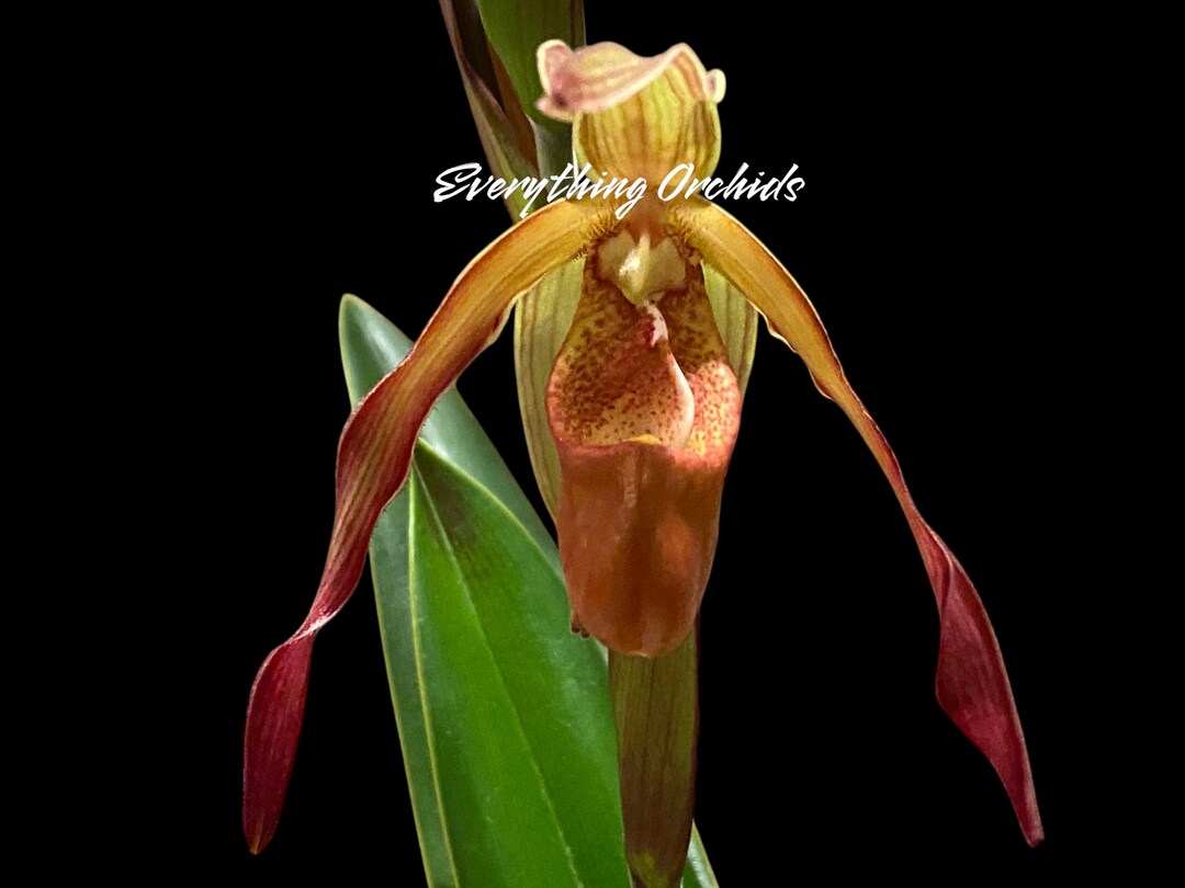 In Spike Phragmipedium Demetria (sargentianum × Caudatum ...