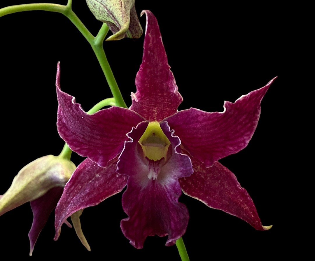 Dendrobium Sherry Abe den. Peter Shen X Den. Spectabile 3.5 Pot - Etsy