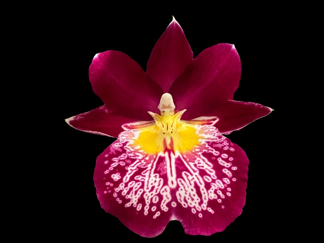 8 Spikes Miltoniopsis Edie Brown ‘sparkling Diamond’ AM/AOS (3.5” Pot ...