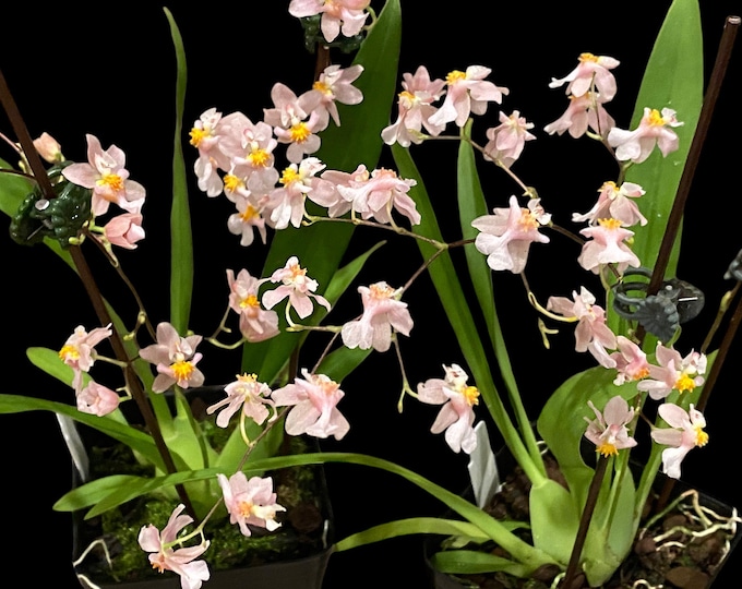 In Spikes Fragrant Mini Oncidium Misaki Twinkle Oby (3.5” Pot) - Etsy