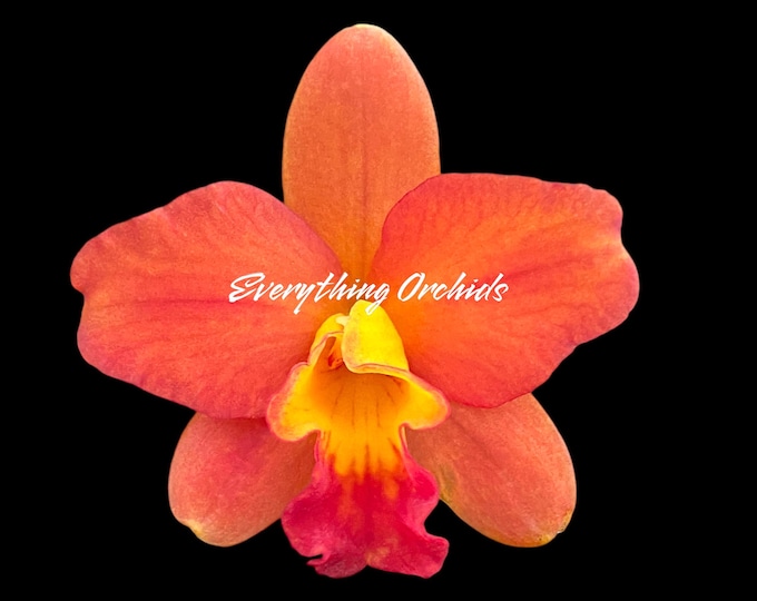 Cattleya Alaorii 'two Too' X 'peter Lin' HCC/AOS Live Cattleya Orchid ...