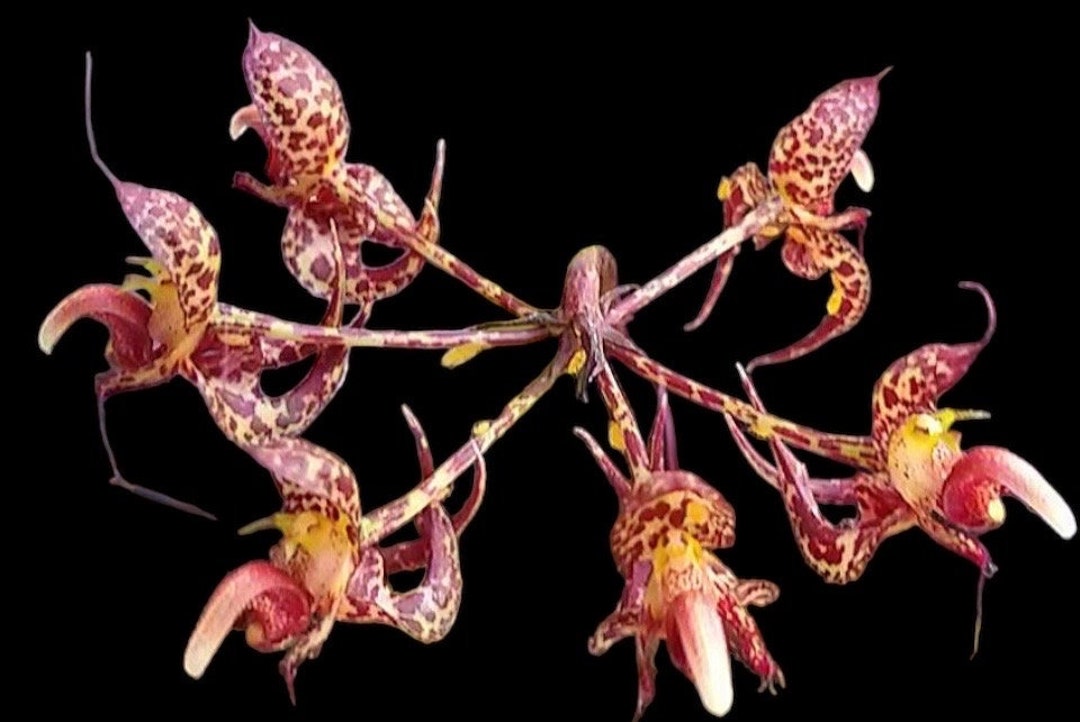 Bulbophyllum Cornu-cervi 3 Pot - Etsy