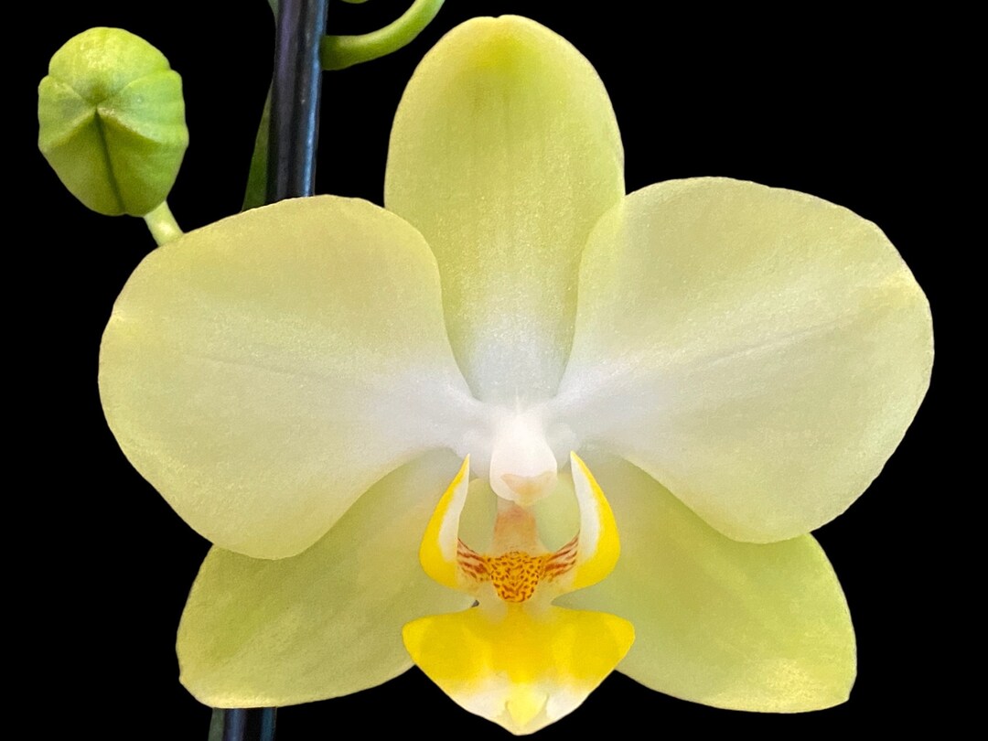 Double Spikes Phalaenopsis Dtps. Brother Pico Pierrot (3.5" Pot) - Etsy