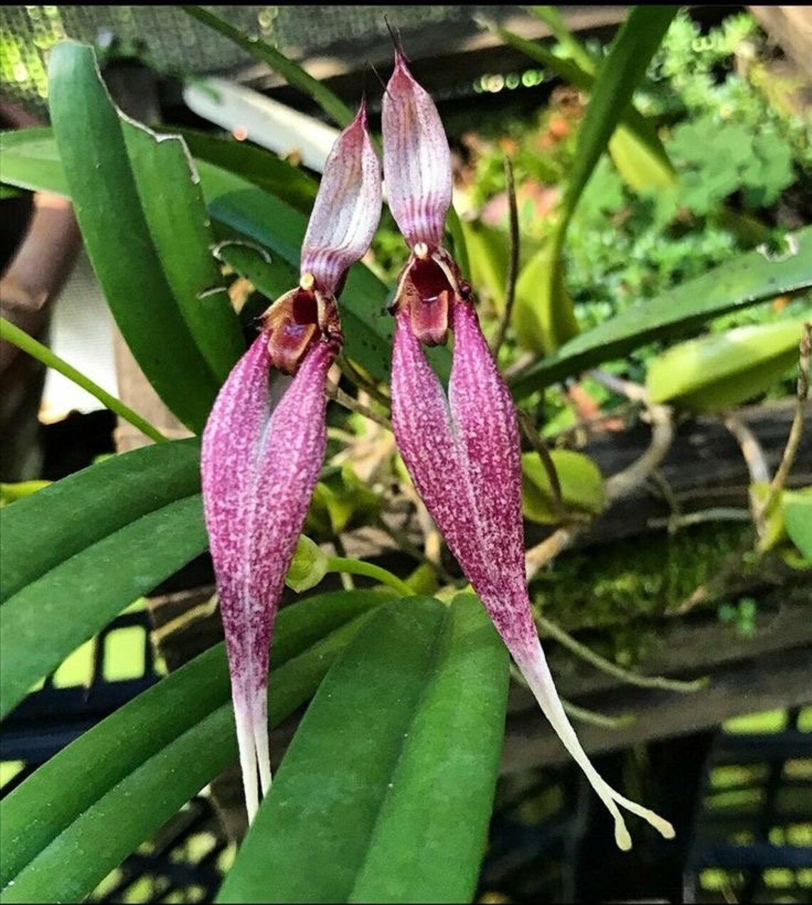 Bulbophyllum Biflorum Blooming Size (3.5” Pot) - Etsy