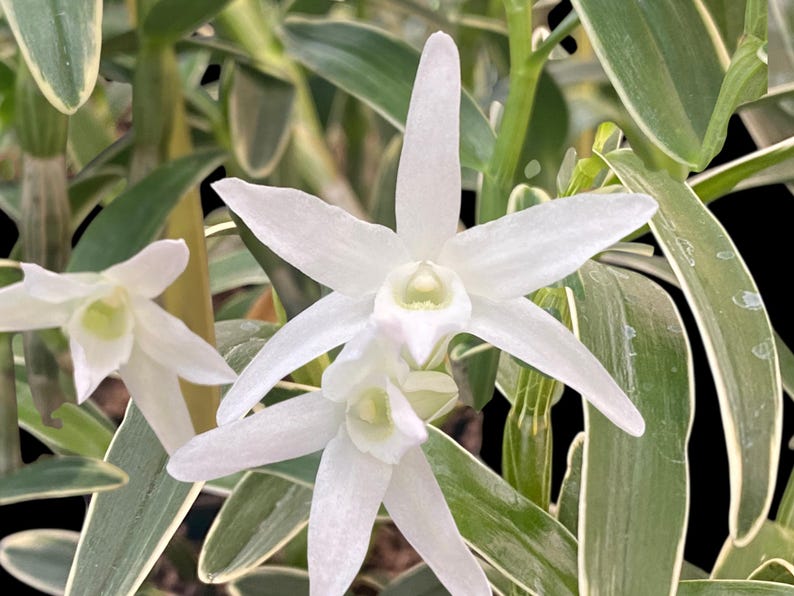 Variegated Dendrobium Affine Moniliforme (2” Pot) - Etsy