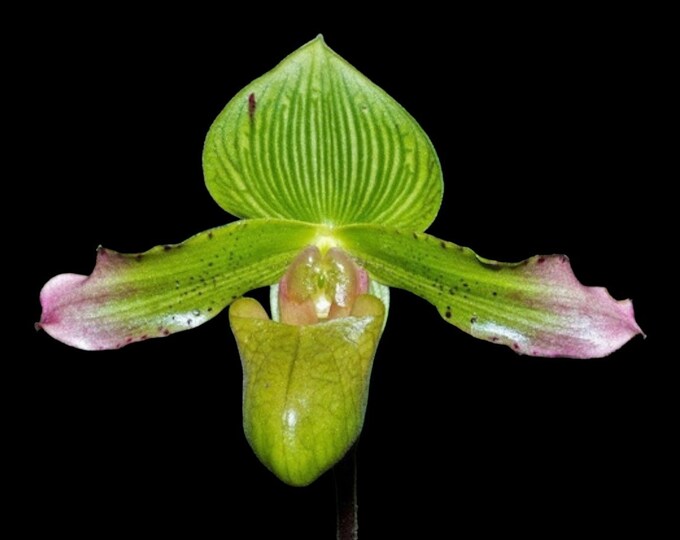 Paph. Javanicum haley Suzanne AM/AOS X Sib Blooming Size 3.5 Pot - Etsy