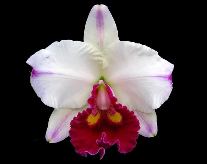 Blc. Kuwale Gem white Sword 2 Pot - Etsy