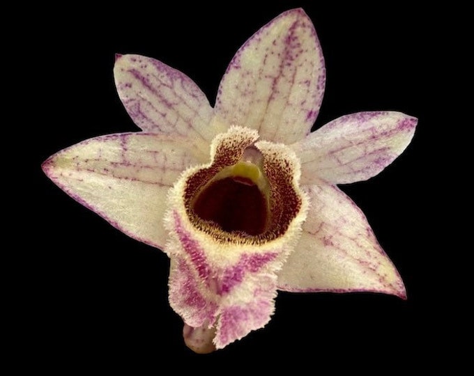 Mini Dendrobium Hekouense Blooming Size 2 Pot - Etsy