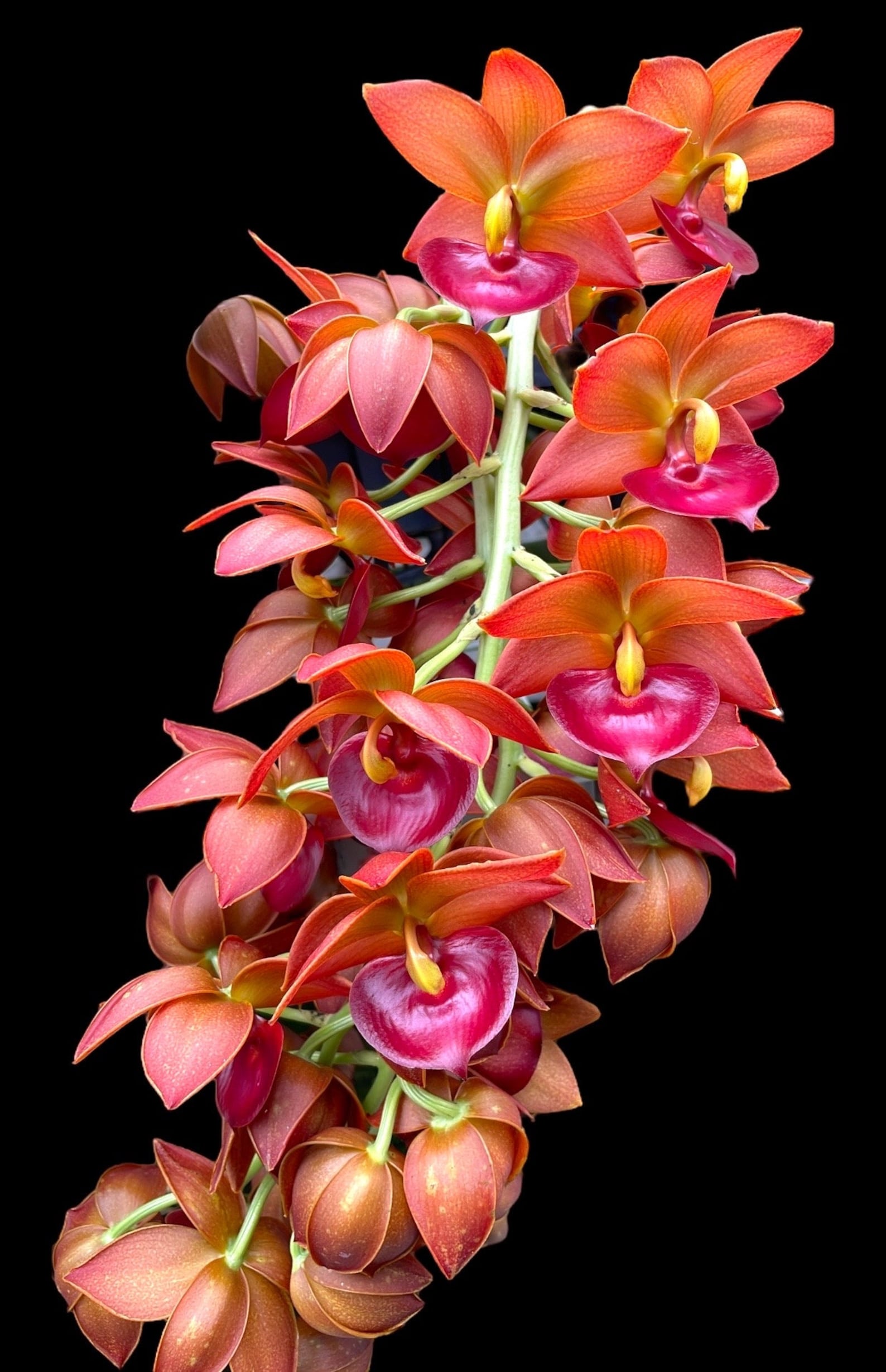Fragrant Cycnodes Taiwan Gold ‘orange’ (2.5” Pot) - Etsy