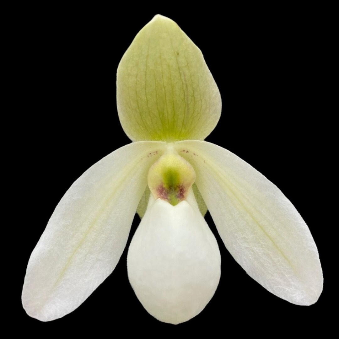 Paph. Joseito ‘#2’ X Delenatii V. Alba (BS, 3.5” Pot) - Etsy