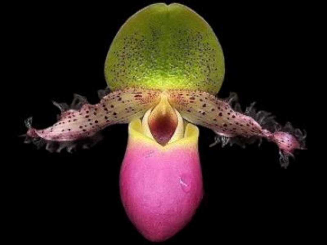 Paph. Moquetteanum 'shen' X 'MH' 3.5 Pot - Etsy