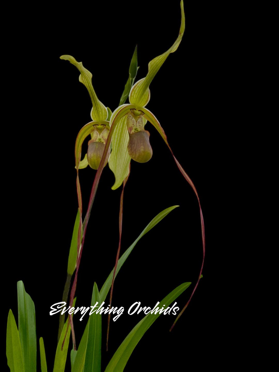 In Spike - Phragmipedium Leslie Garay (longifollum 'blast as Night' X ...