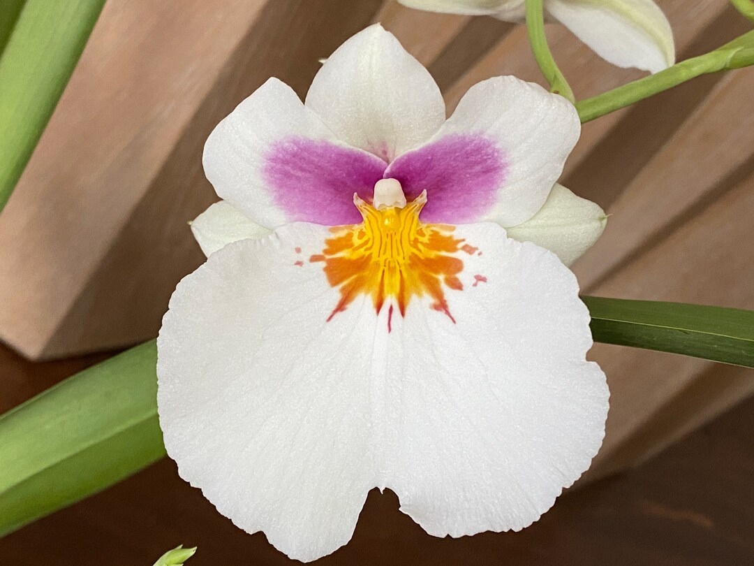 Miltoniopsis Maui Spring bright Eyes X Bertha Baker - Etsy