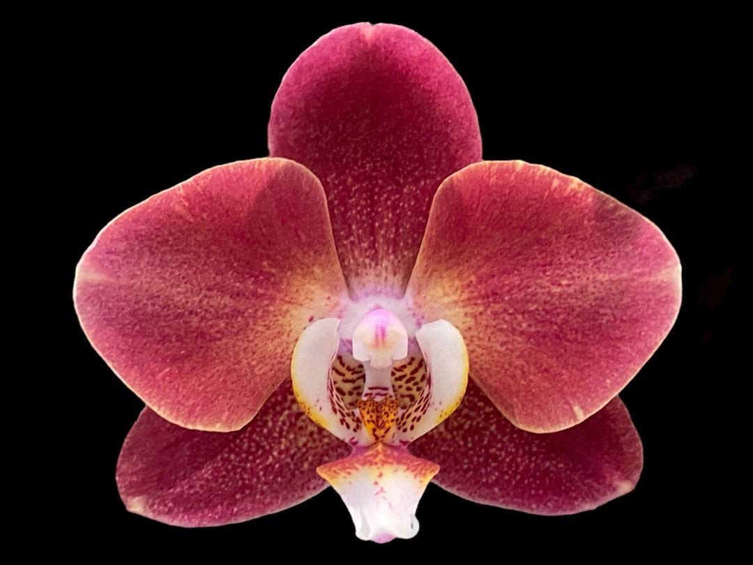 Double Spikes Phalaenopsis I-hsin Fantasist (4.5" Pot) - Etsy