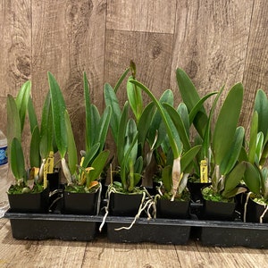 Rby. Copper Queen 2.5 Pot - Etsy