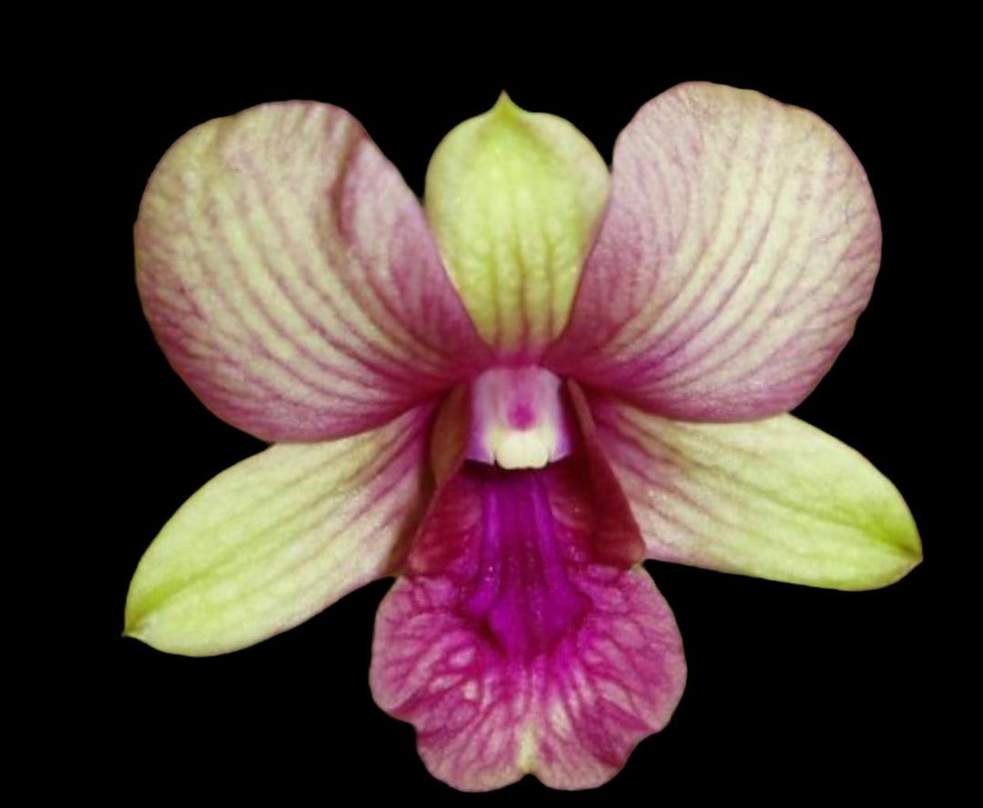 Dendrobium Burana Emerald (3.5” Pot) - Etsy