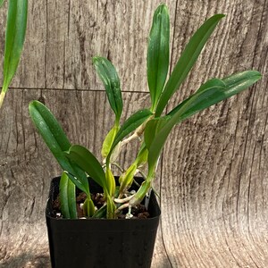 Bulbophyllum Biflorum Blooming Size (3.5” Pot) - Etsy