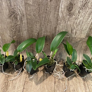 Rlc. Sung Ya Green 'mailman' (2.5” Pot) - Etsy