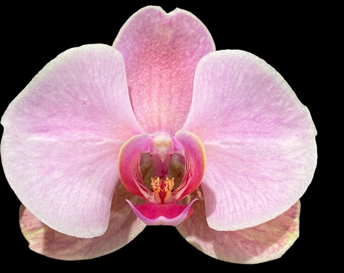 Double Spikes Phalaenopsis Phoenix City 4.5 Pot - Etsy