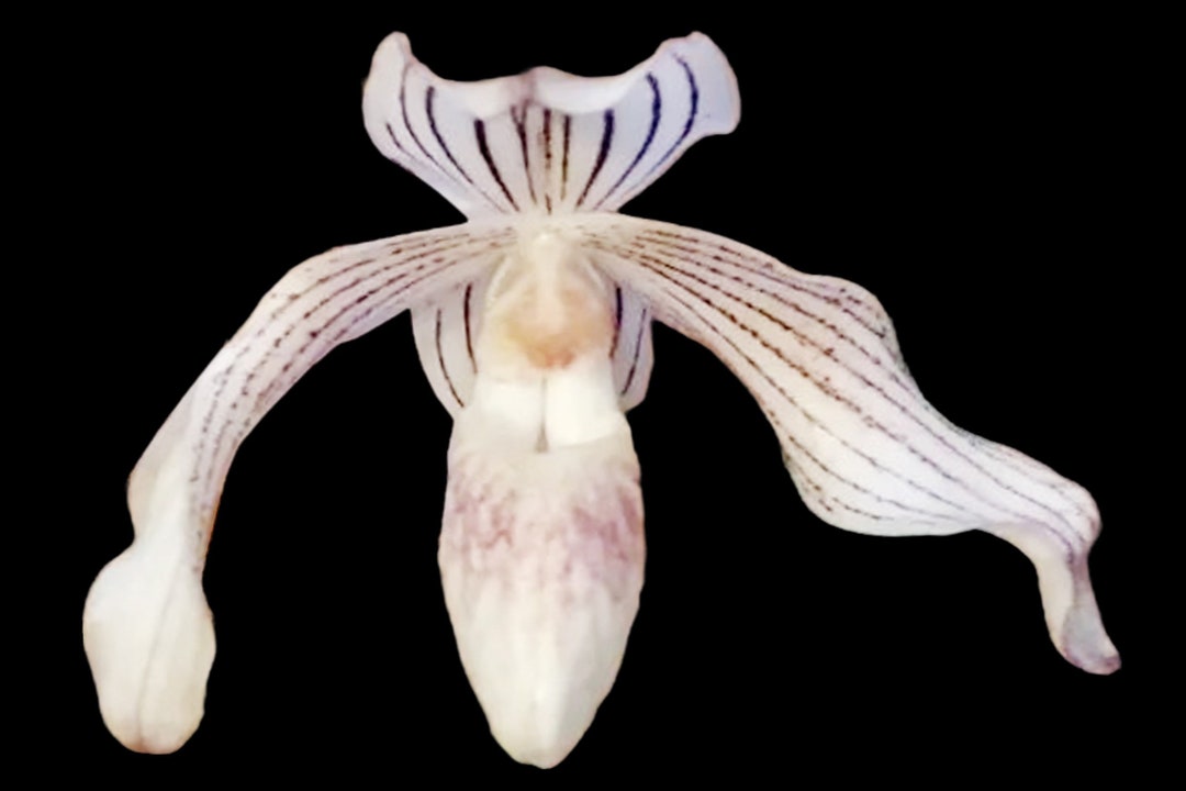 Paph. Greyi X kolokopingii Var. Topperi crown 2 Growths - Etsy