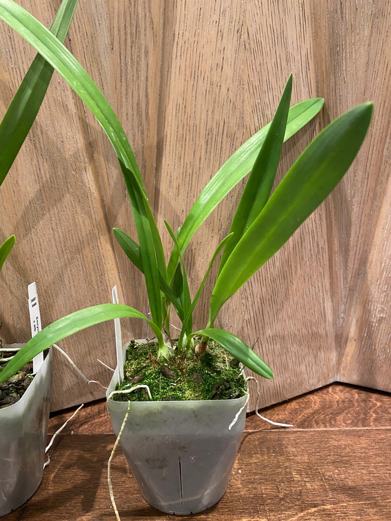 Encyclia Alata X Sib 3.5 Pot - Etsy