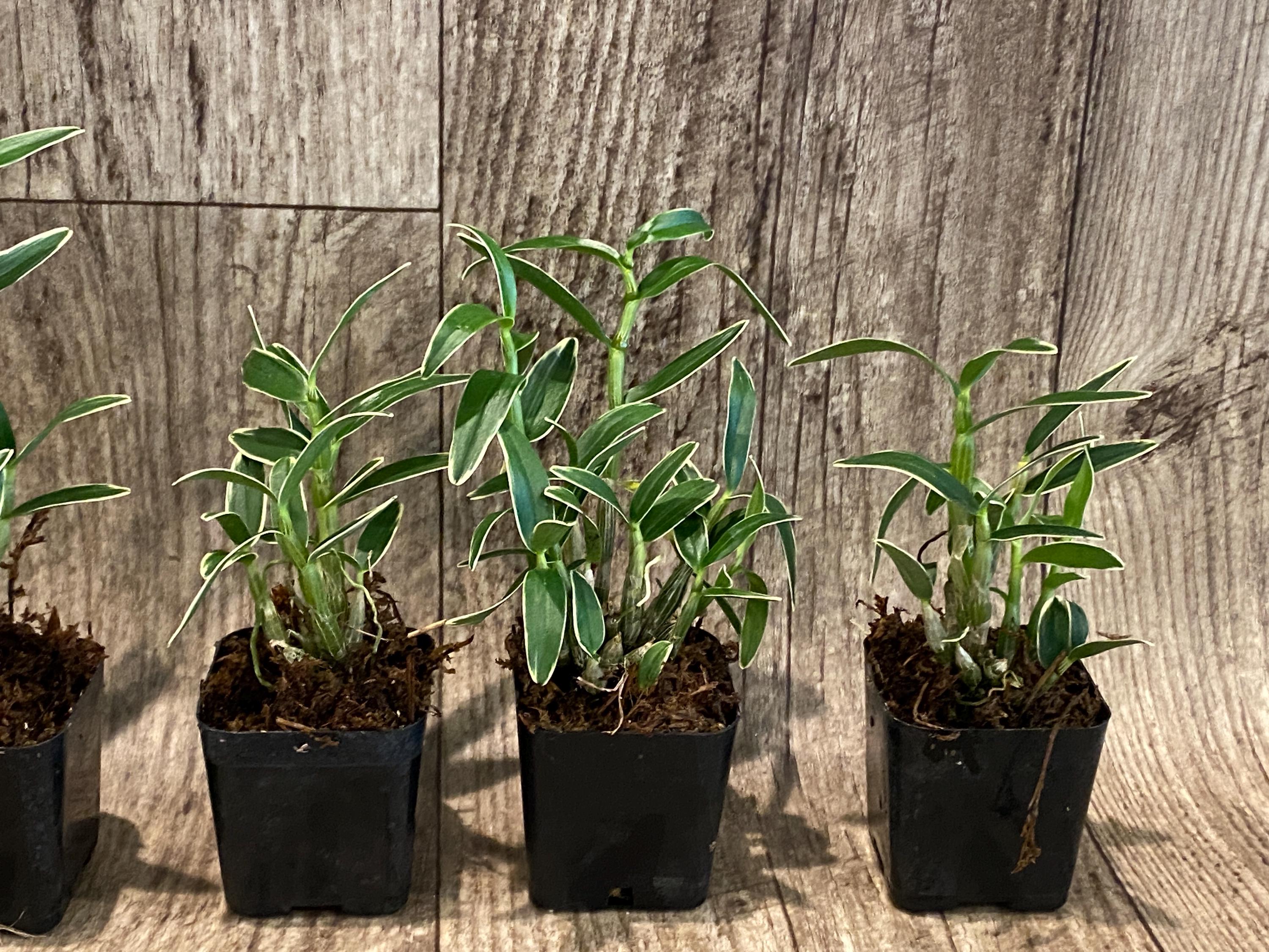 Variegated Dendrobium Affine Moniliforme (2” Pot) - Etsy