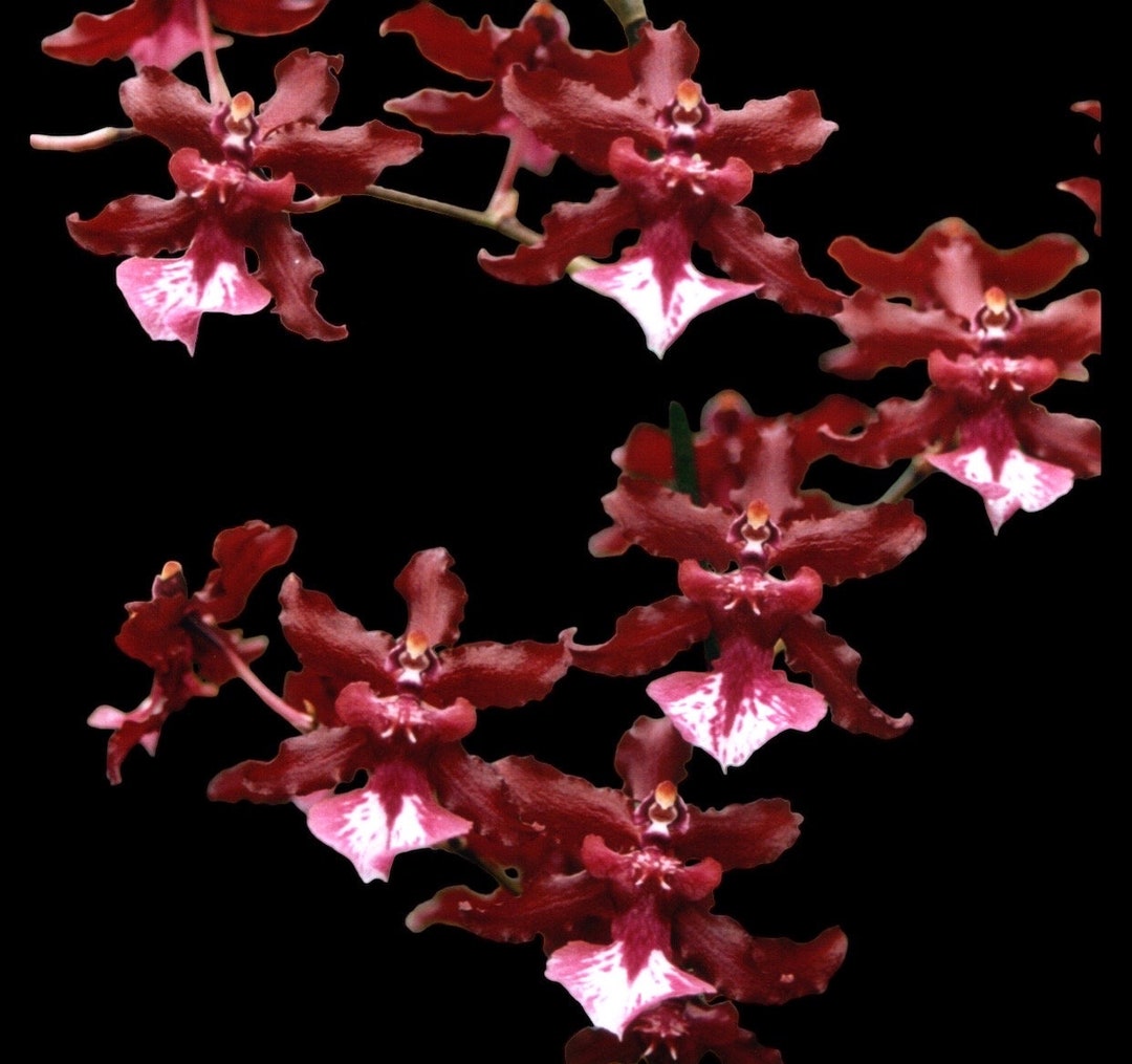 IN SPIKE - Oncidium Sharry Baby ‘sweet Fragrant’ (3.5” Pot) - Etsy