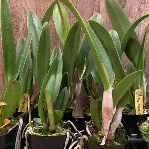 Rby. Copper Queen 2.5 Pot - Etsy