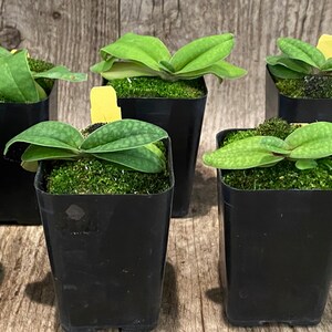 Paph. Angela fairrieanum X Niveum 2 Pot - Etsy